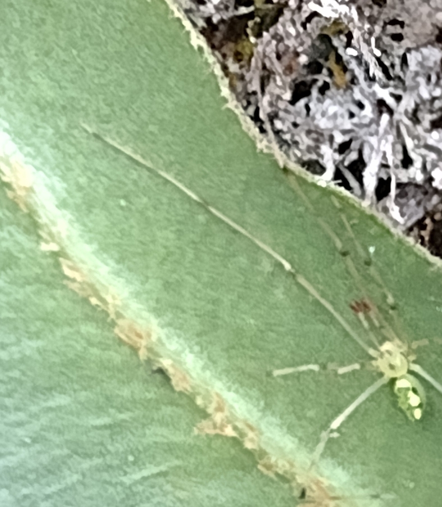 Cobweb Spiders from J7HG+JQ Sendero de los sentidos, Fómeque ...