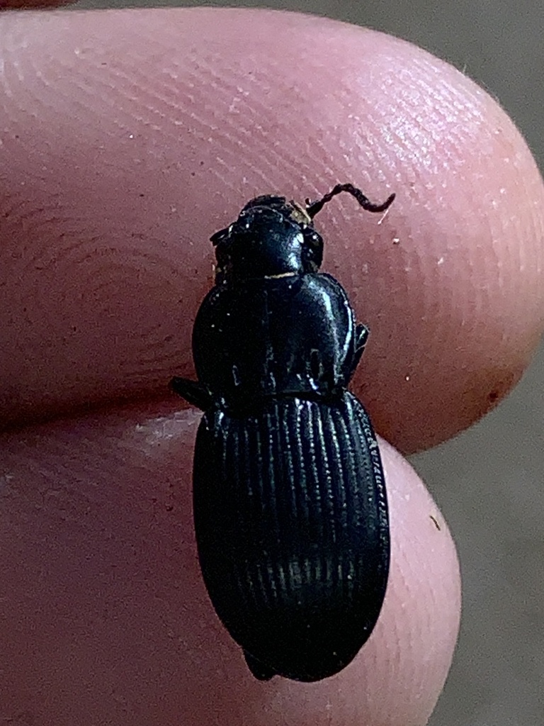 Cyclotrachelus from State Highway 35, Alvin, TX, US on January 3, 2024 ...