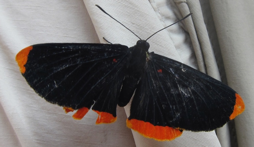Smith's Pixie from Utcubamba Province, Peru on July 8, 2010 at 08:19 AM ...