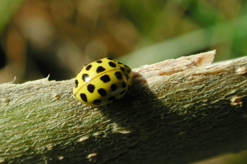 22-spot Ladybird from 42520 Roisey, France on November 2, 2008 at 03:55 ...