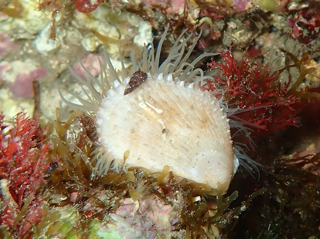 Spiny File Clam from Saména, Marseille, France on September 30, 2019 at ...