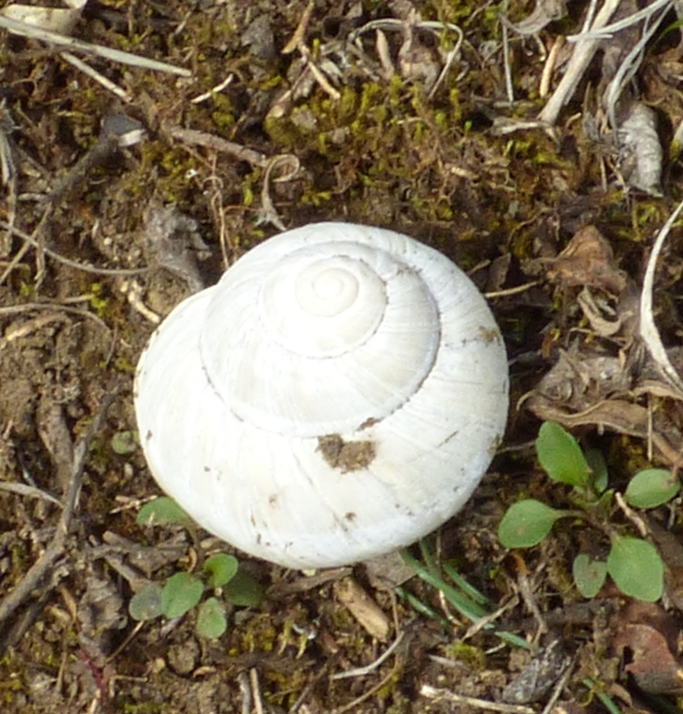 Turkish Snail from Kaspi Municipality, Georgien on March 28, 2021 at 12 ...