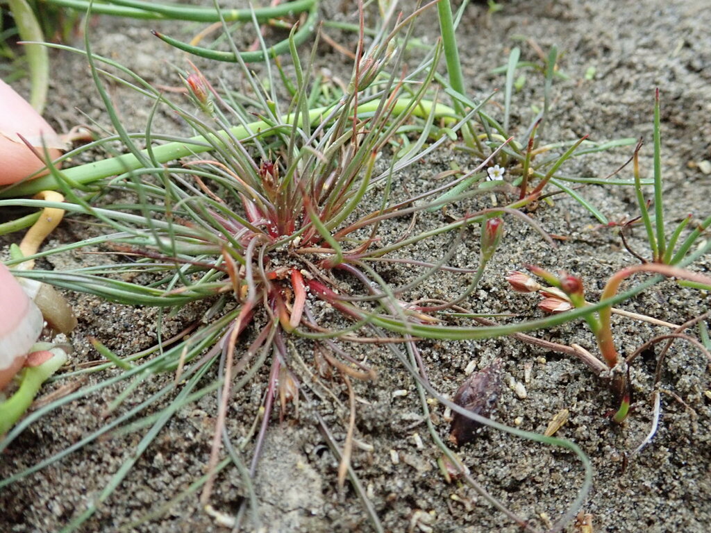 Toad rush from Foxton Beach, New Zealand on January 3, 2024 at 06:02 AM ...
