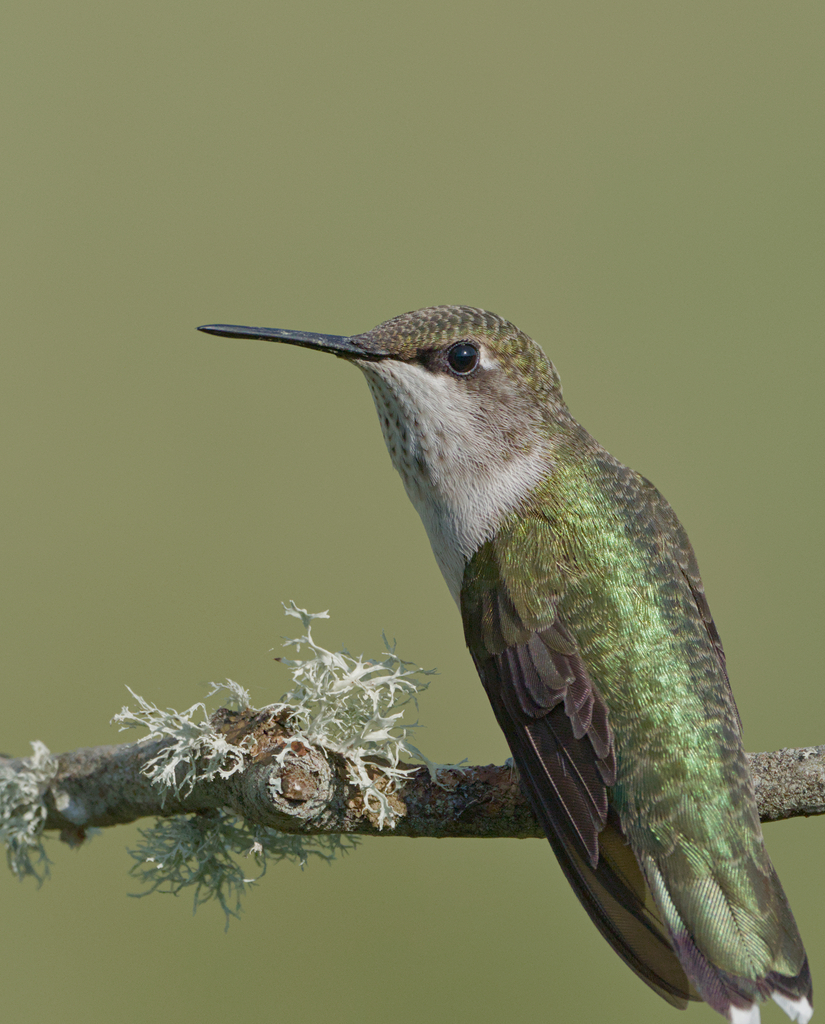 Ruby-throated Hummingbird from Hampton, NB, Canada on August 10, 2023 ...
