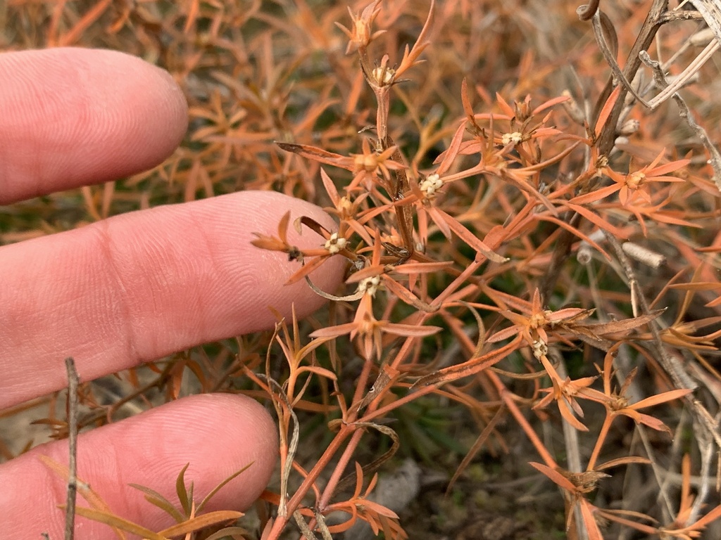 Rust Weed from Waller, TX, US on January 1, 2024 at 01:00 PM by Shannon ...