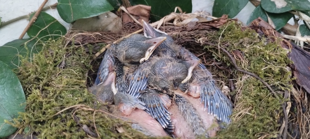 Rufous-bellied Thrush in December 2023 by CHL. Only four birds in the ...