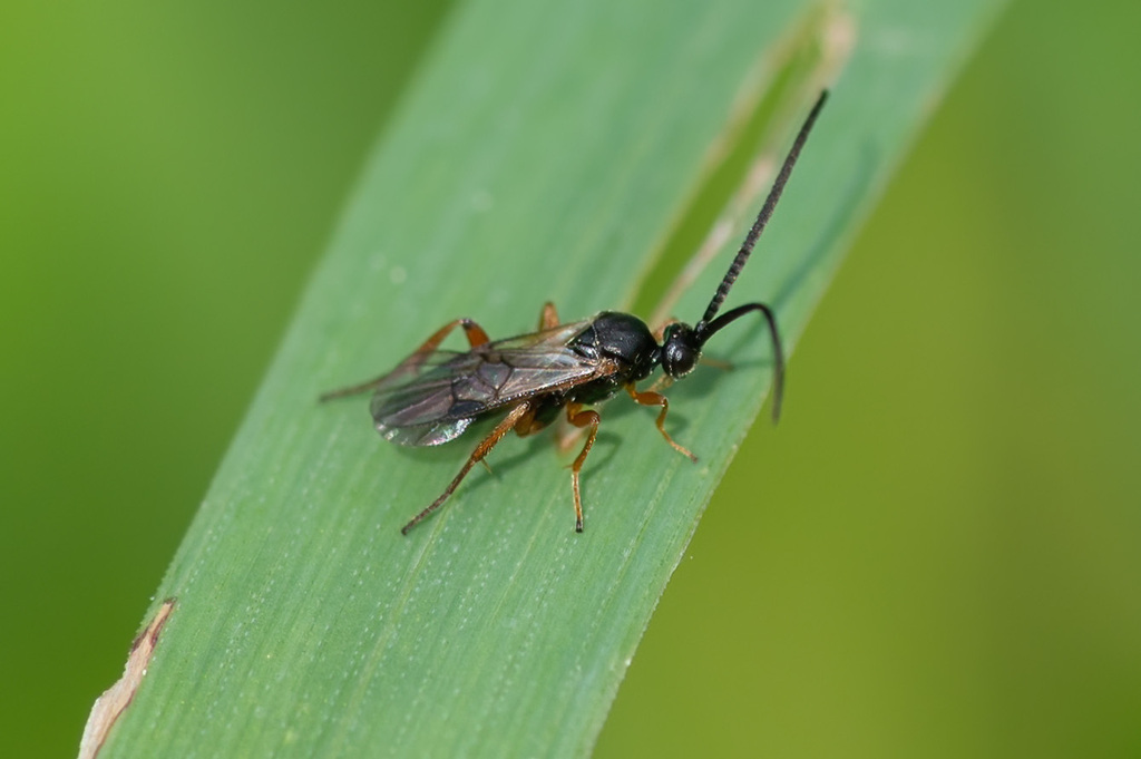 Cabbage White Parasitoid Wasp from Кирово-Чепецкий р-н, Кировская обл ...
