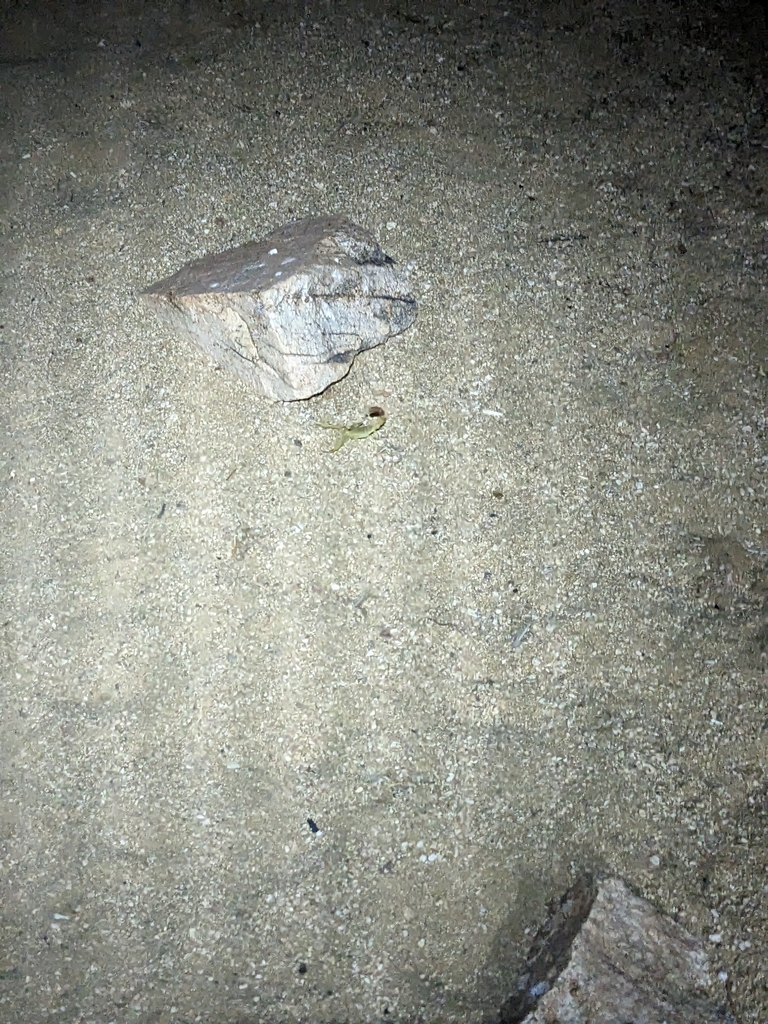 Black-tipped Thicktail Scorpion from Karas Region, Namibia on January ...