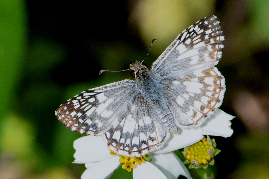 Tropical Checkered-Skipper from Miami-Dade County, FL, USA on January 3 ...