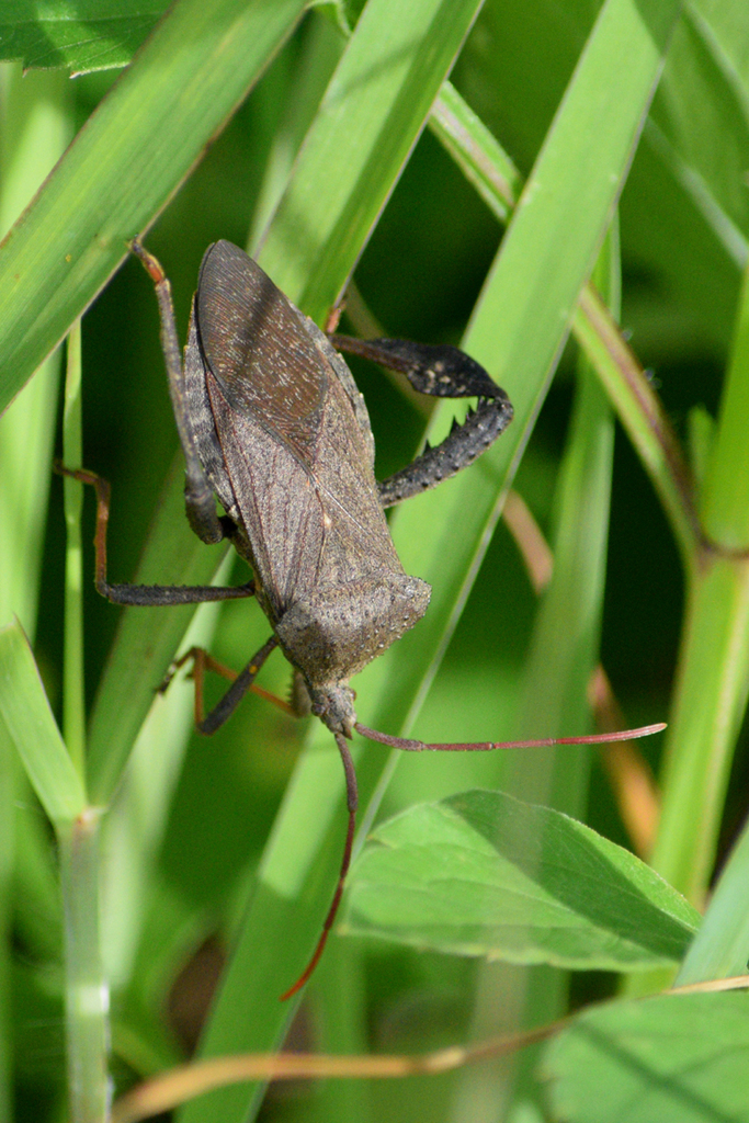 Florida Leaf-footed Bug from Miami-Dade County, FL, USA on January 3 ...