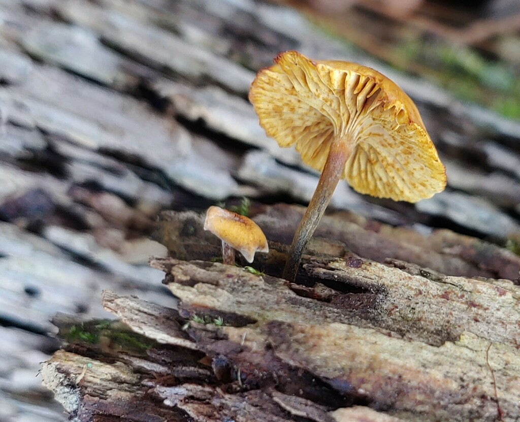 Xeromphalina from Dekalb County, GA, USA on January 3, 2024 at 01:00 PM ...