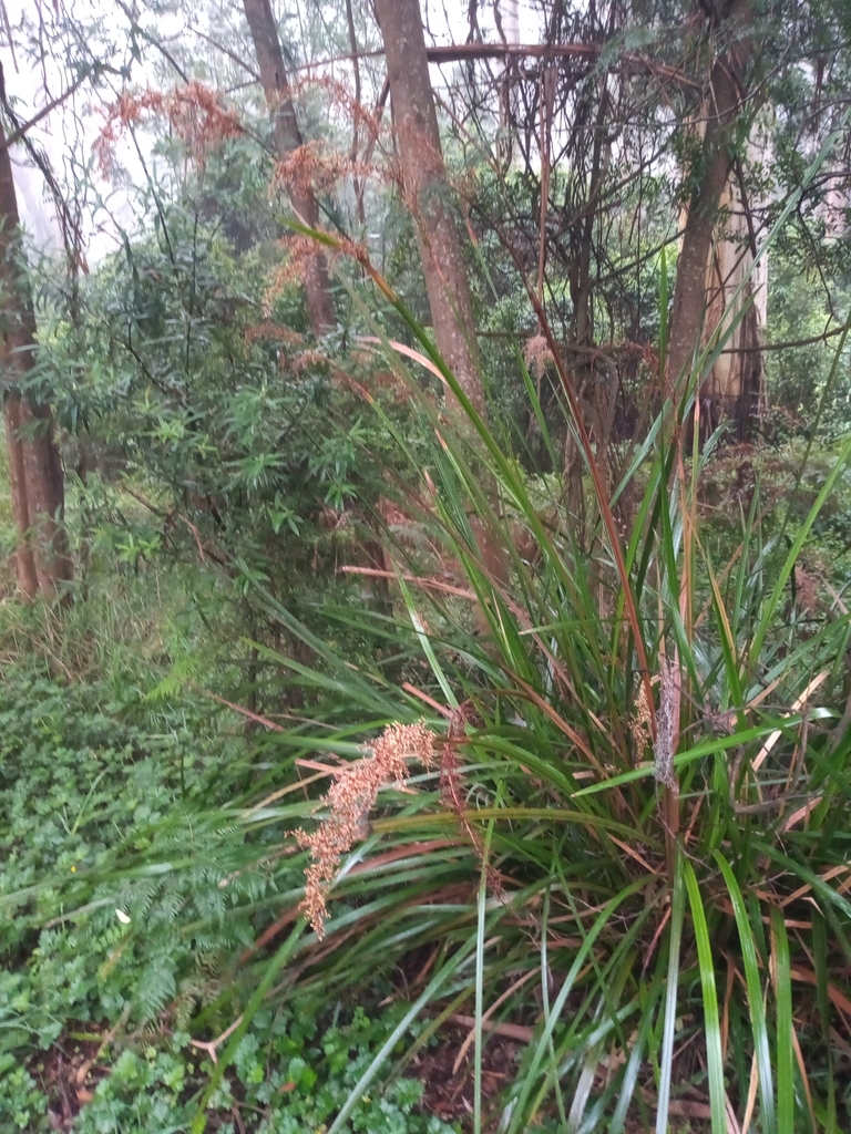 tall sword-sedge from Cardinia - North, AU-VI, AU on January 4, 2024 at ...