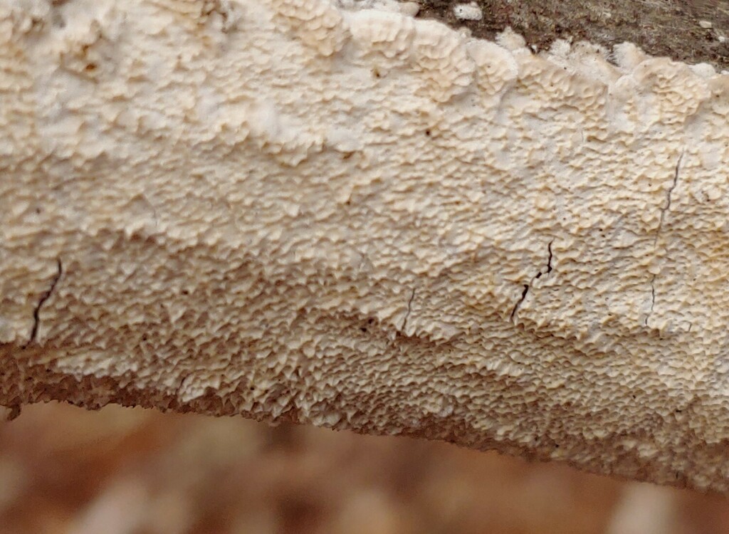 Milk-white Toothed Polypore from Stone Mountain, GA, USA on January 3 ...