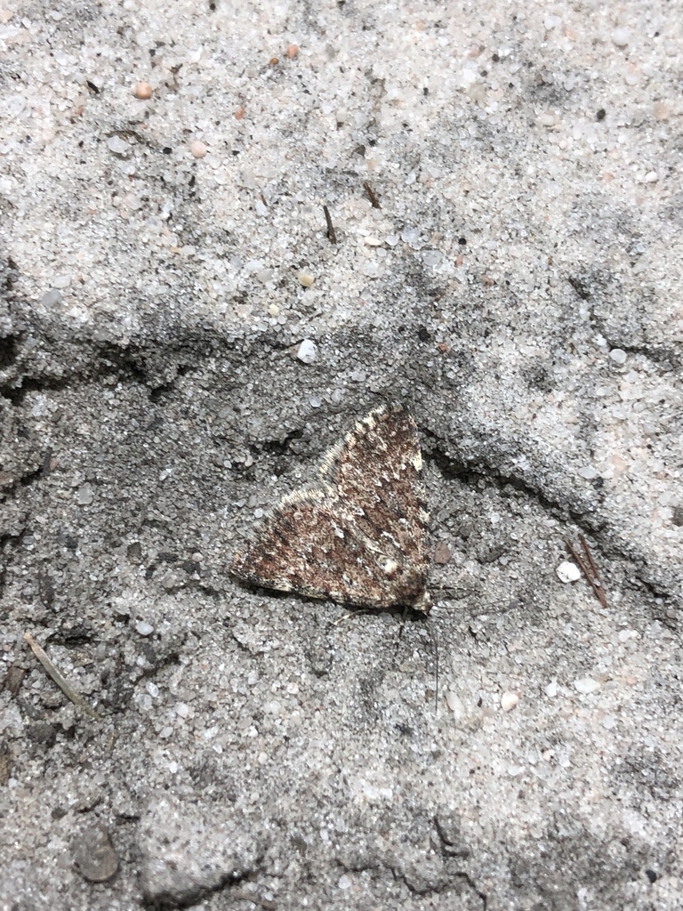 Dichromodes disputata from Tatiara, AU-SA, AU on January 3, 2024 at 09: ...