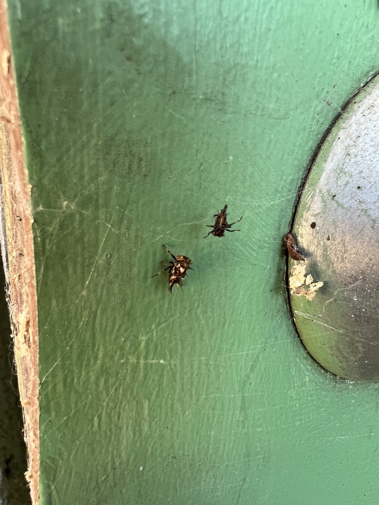 Solanaceous Treehopper from Los Cerritos, Long Beach, CA, USA on ...