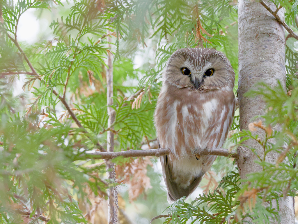 Northern Saw-whet Owl in November 2023 by Kent Ross · iNaturalist