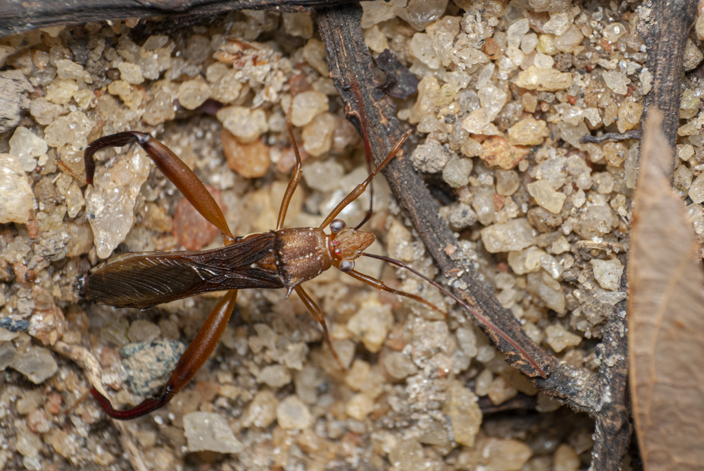 Alydinae in December 2023 by Vitor Corrêa Dias · iNaturalist