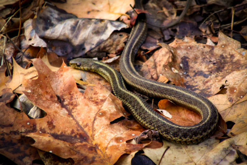 Common Garter Snake from Whites Woods Nature Center, 200 Forest Ridge ...