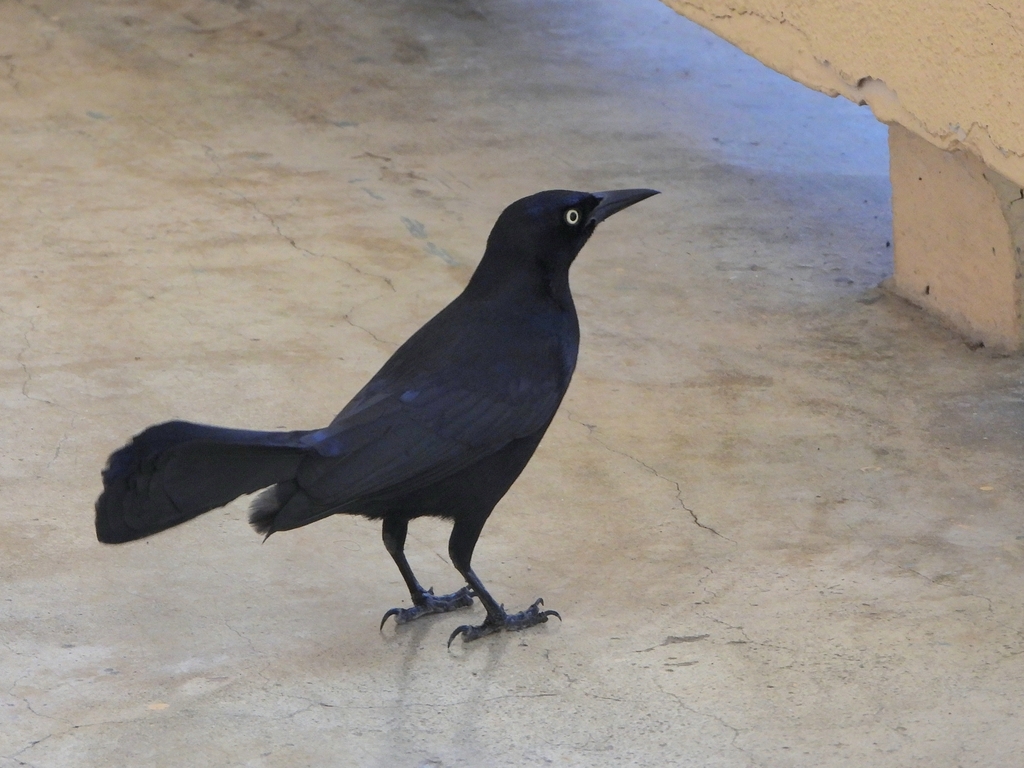 Puerto Rican grackle from X3CC+XVC, Guanica, Guánica 00647, Puerto Rico ...