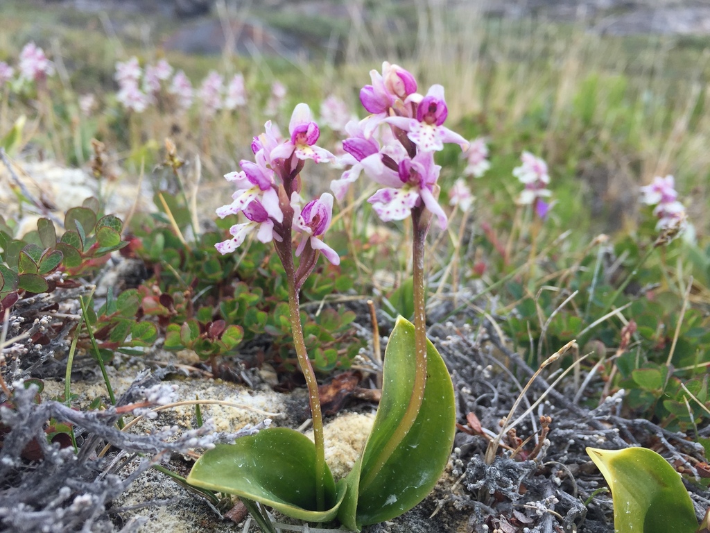 Small Round-leaved Orchid from Qeqqata, Greenland on June 23, 2019 at ...