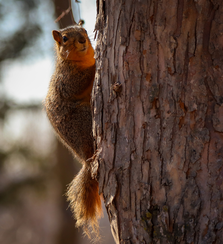 Fox Squirrel from Branched Oak State Recreation Area, Raymond, NE, US ...