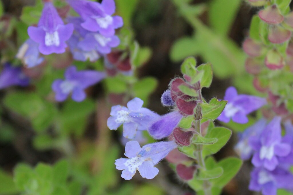 Drummond's skullcap from Oak Cliff Nature Preserve on April 29, 2023 at ...