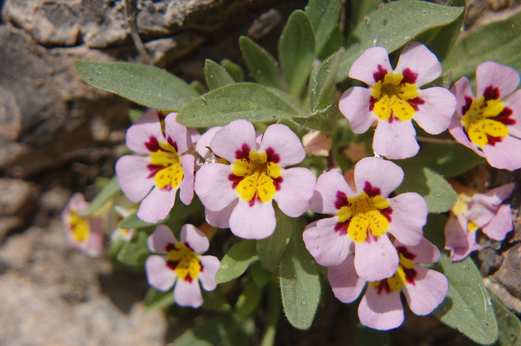 Death Valley monkeyflower in March 2010 by William Hoyer · iNaturalist
