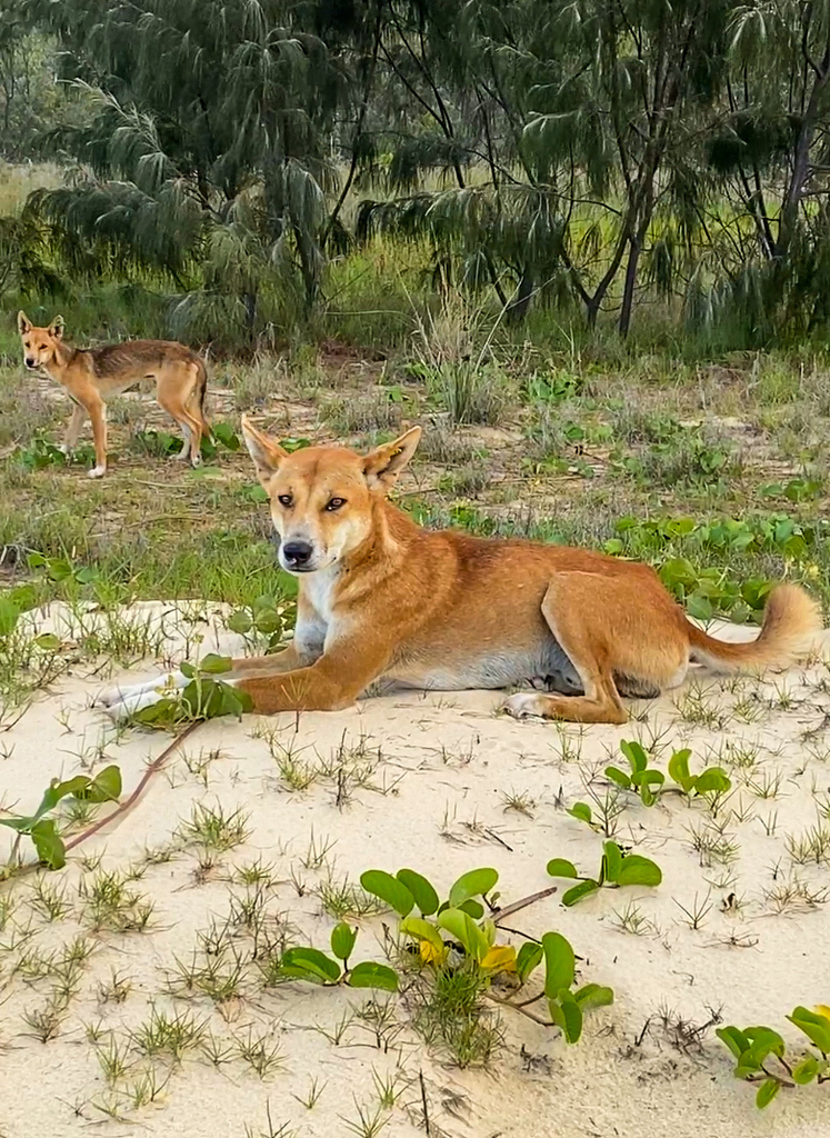 Dingo from Queensland, Australia on December 27, 2023 at 05:49 PM by ...