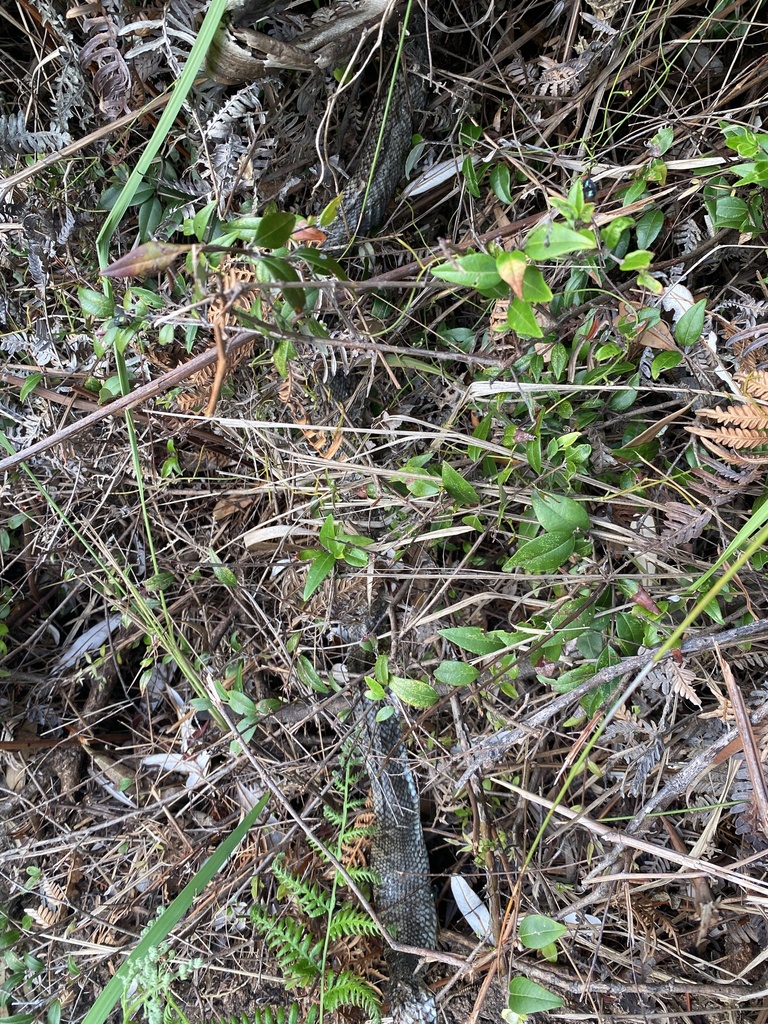 Coastal Carpet Python from K'gari QLD 4581, Australia on December 28, 2023 at 05:35 AM by Jake ...