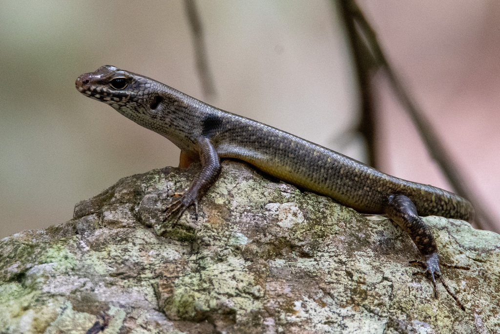 Lemon-barred Forest-skink from Palm Grove QLD 4800, Australia on ...