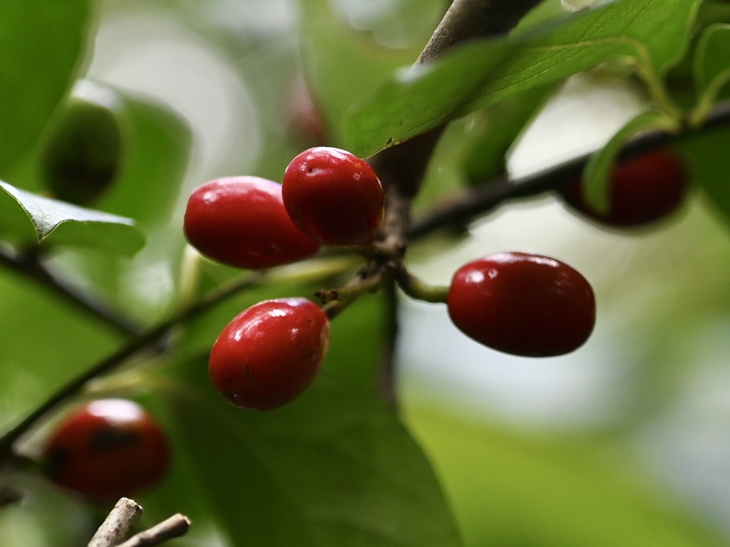 northern spicebush from Mason, MI, US on September 9, 2023 at 01:28 PM ...