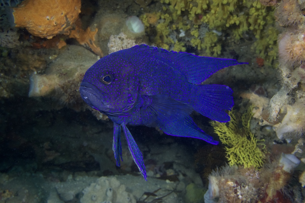 Southern Blue Devil from Point Lonsdale VIC 3225, Australia on December ...