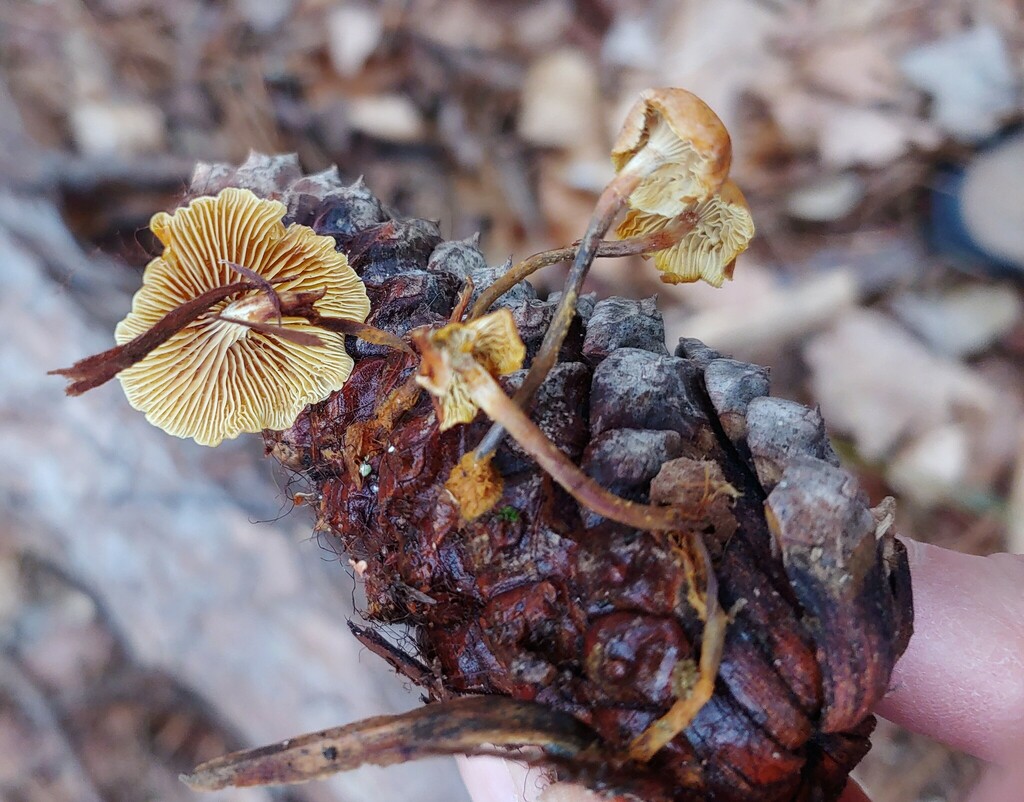 pinelitter gingertail from Dekalb County, GA, USA on January 3, 2024 at ...