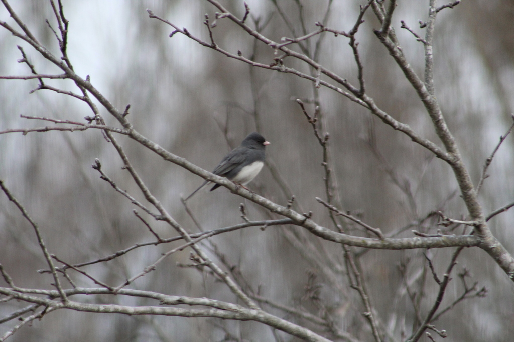Dark-eyed Junco from Amherst County, VA, USA on January 3, 2024 at 03: ...