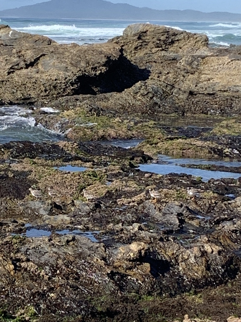 Ruddy Turnstone from Tasman Sea, Bundagen, NSW, AU on January 4, 2024 ...