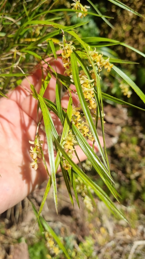 New Zealand Bamboo Orchid from Tararua Forest Park, NZ-WG-CR, NZ-WG, NZ ...