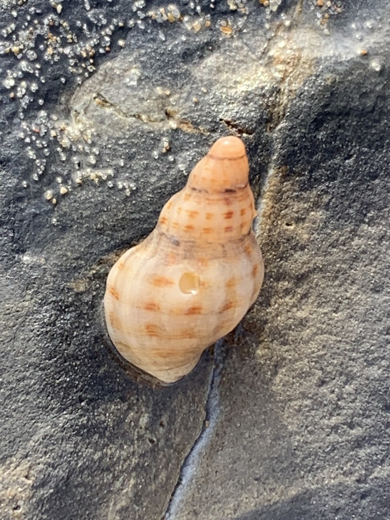 Agnewia tritoniformis from Bongil Bongil National Park, Bundagen, NSW ...