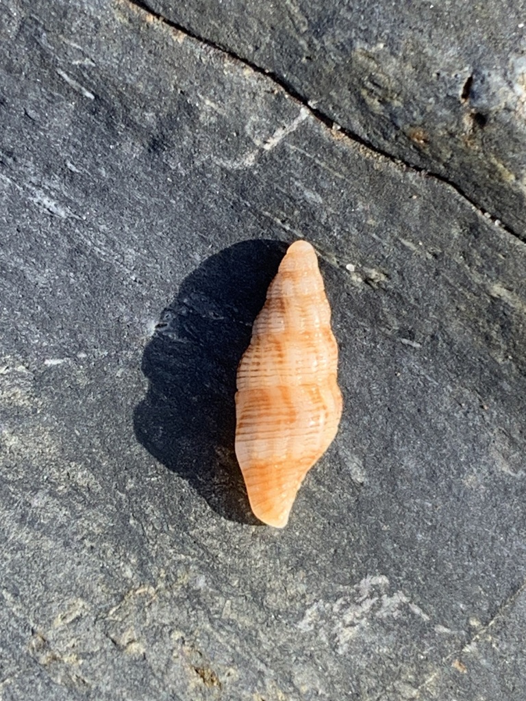 Engina australis from Bongil Bongil National Park, Bundagen, NSW, AU on January 4, 2024 at 07:35 ...