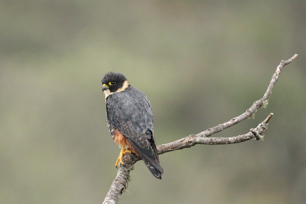 Bat Falcon from Lima Duarte - MG, 36140-000, Brasil on December 30 ...