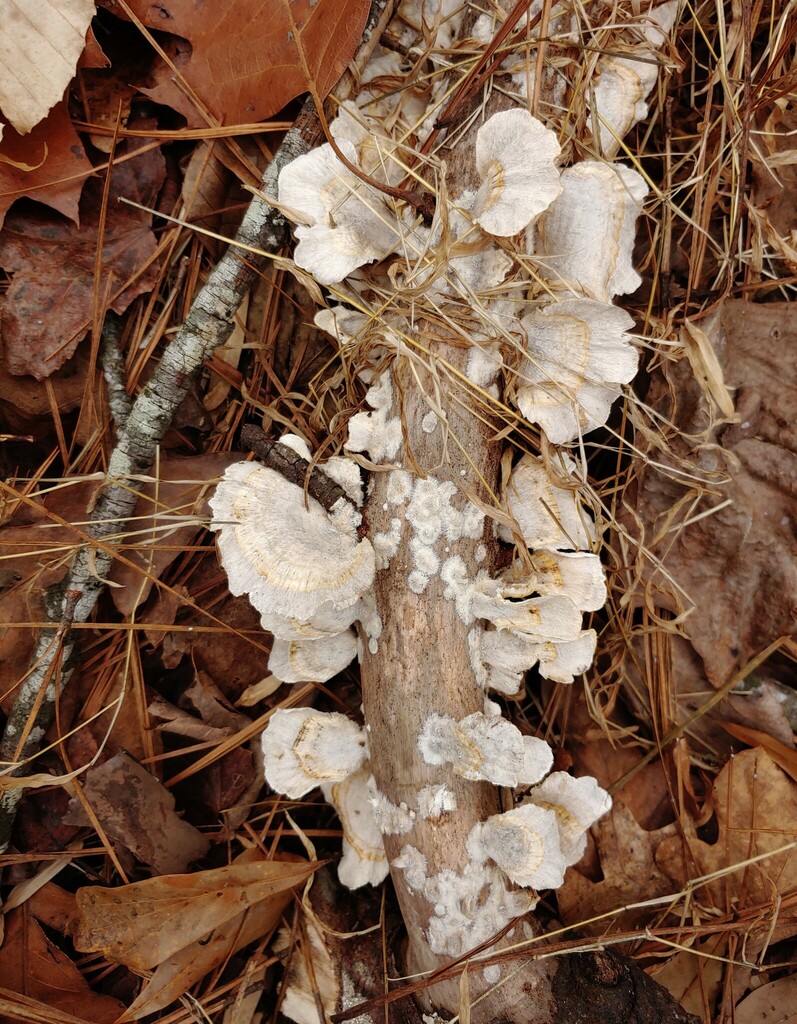 Trametes pubescens from Stone Mountain, GA, USA on January 3, 2024 at ...