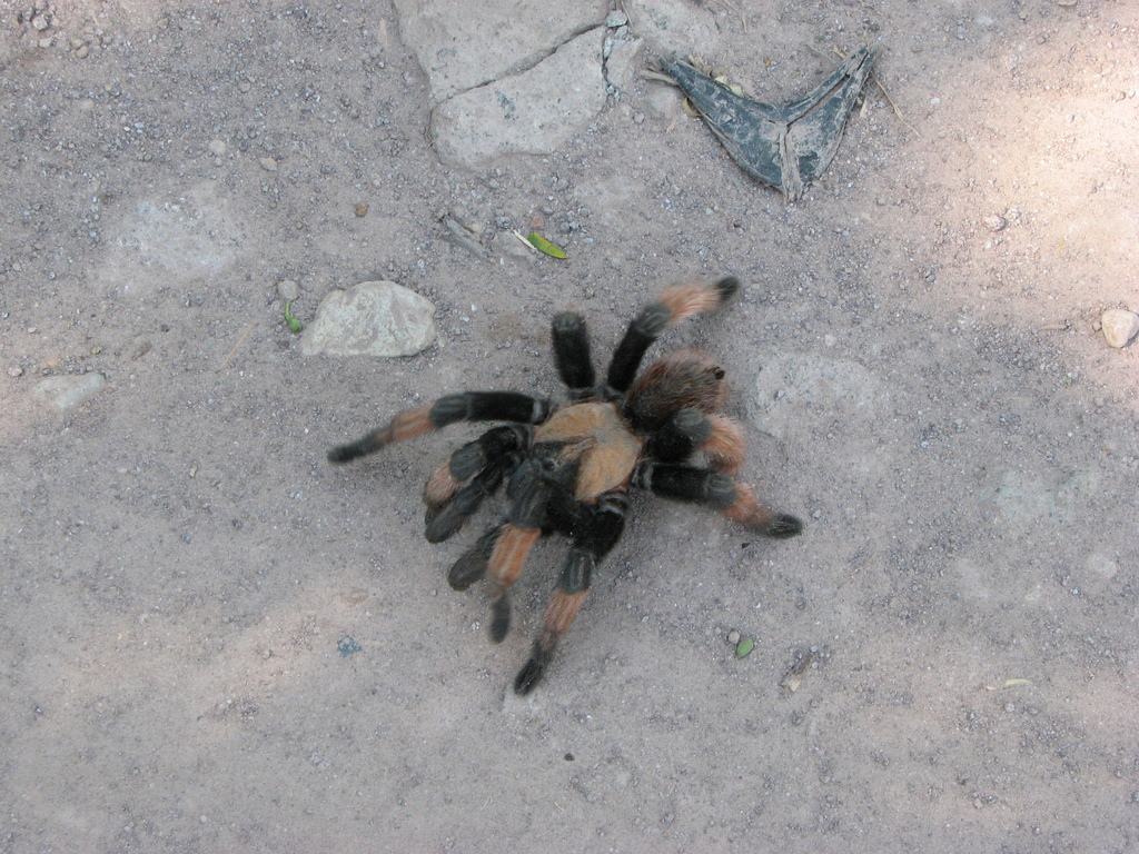 Mexican Redleg Tarantula in January 2009 by nayarito · iNaturalist
