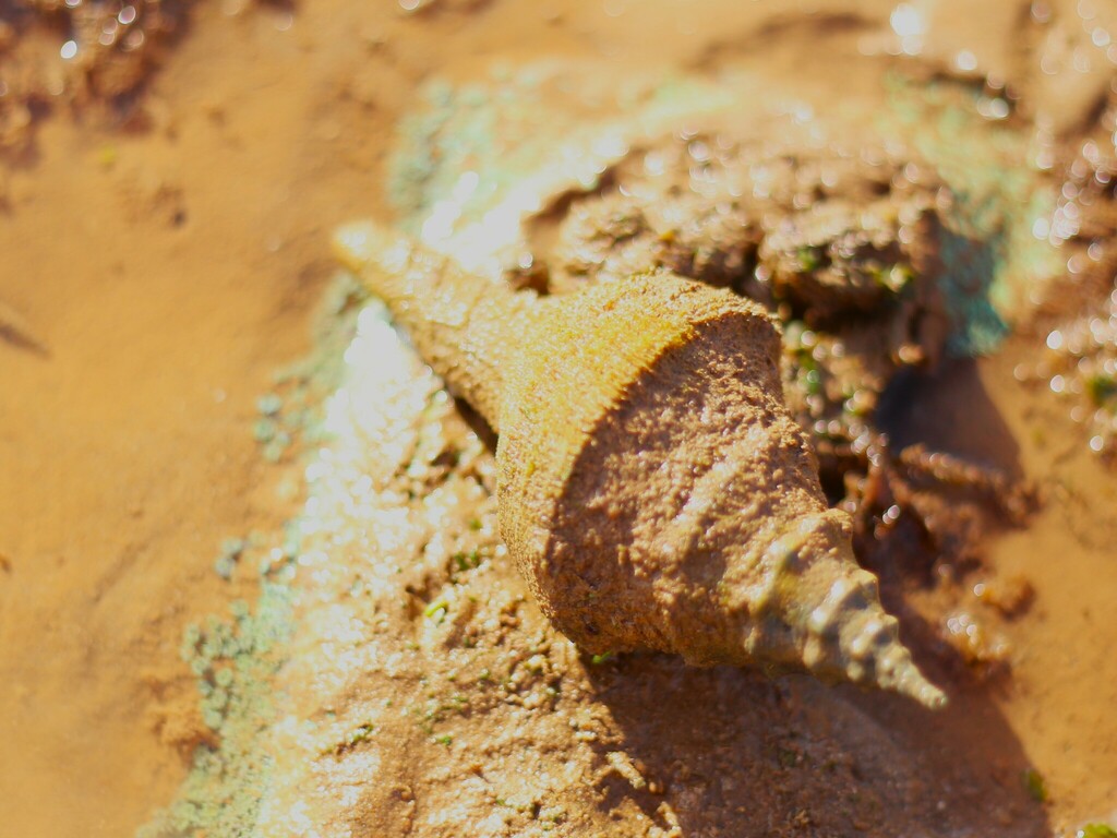 Australian Trumpet from Port Hedland WA 6721, Australia on December 2 ...