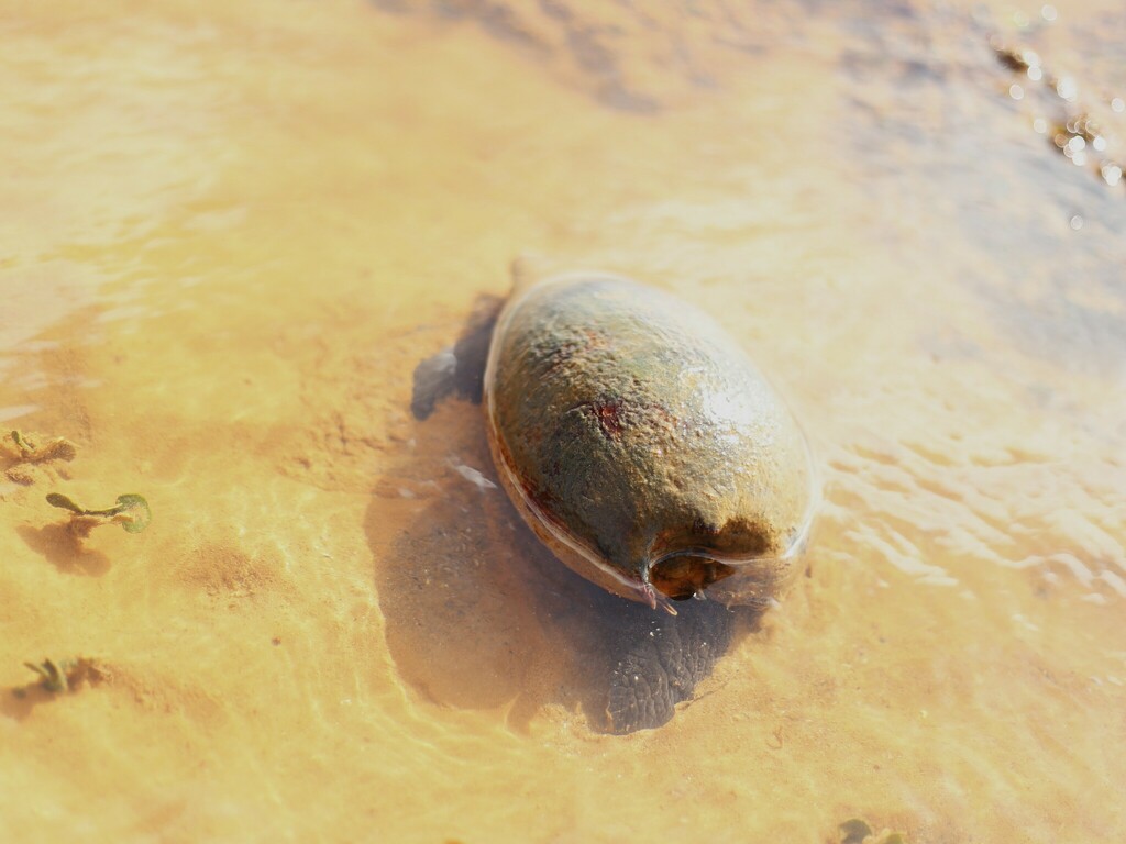 Melon Shell from Port Hedland WA 6721, Australia on December 2, 2023 at ...