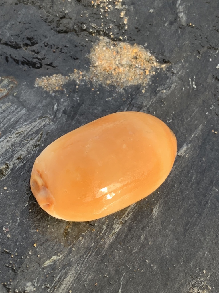 Isabella Cowry from Bongil Bongil National Park, Bundagen, NSW, AU on ...