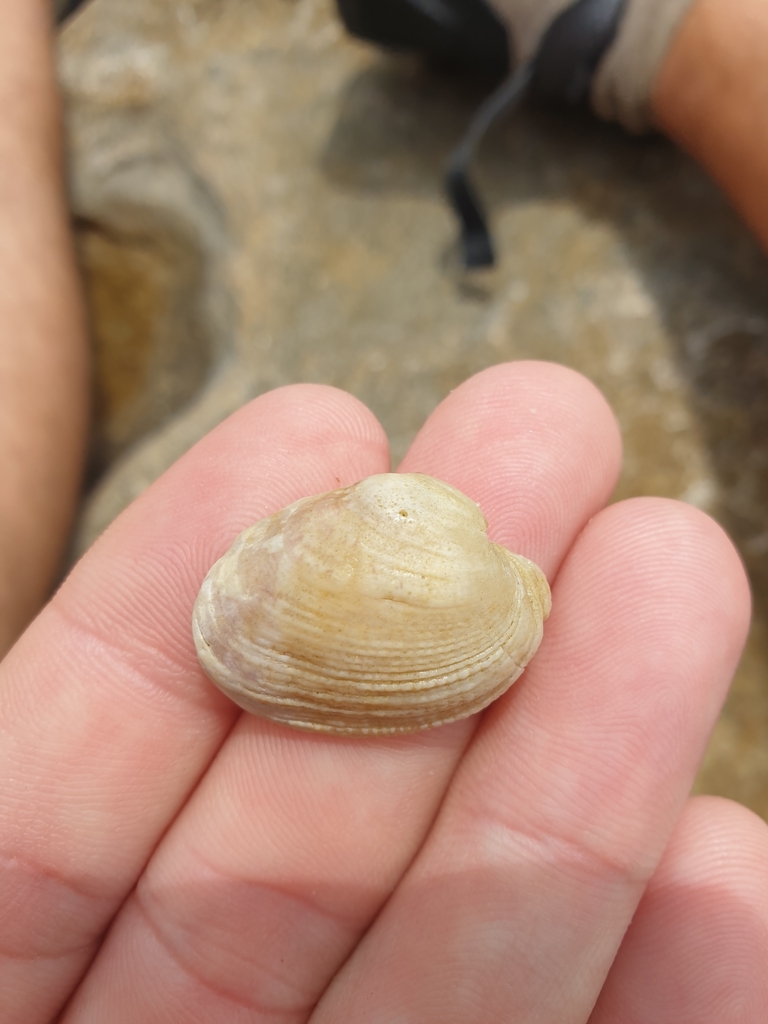 Boring Venus Shell from 5729+JQ, Vaucluse NSW 2030, Australia on ...