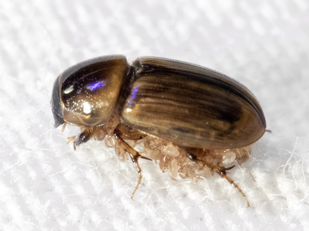 Labarrus cincticulus from Papeete Dr, Plano, TX 75075, USA on November ...