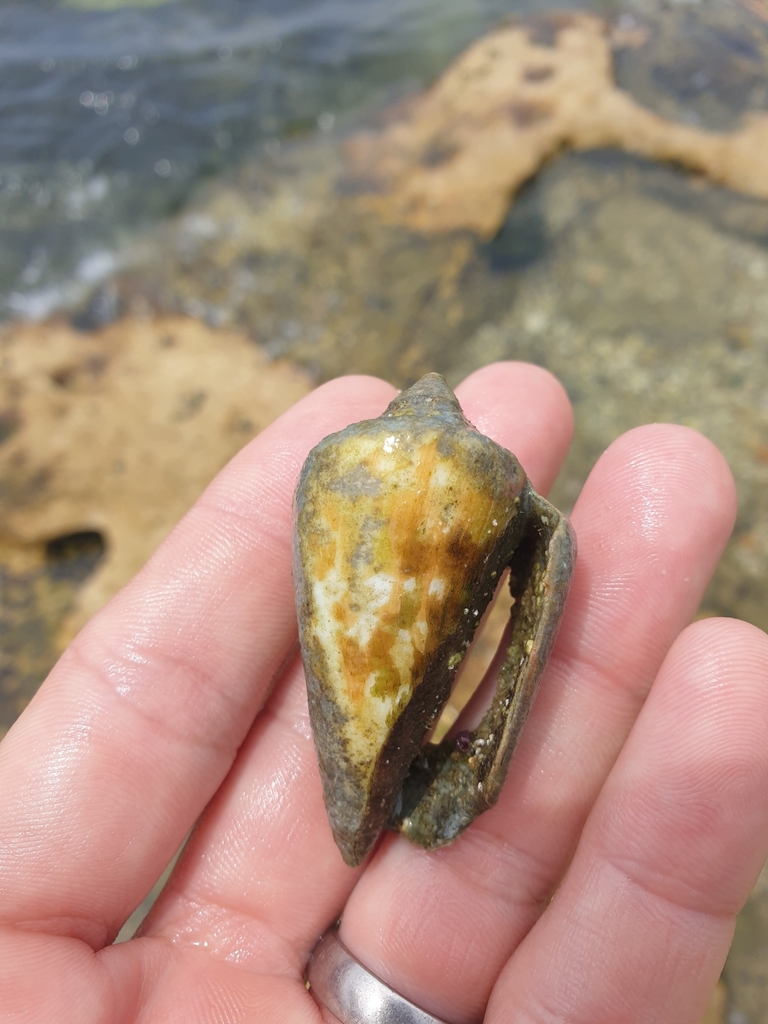 Strawberry Conch from 5729+JQ, Vaucluse NSW 2030, Australia on January ...