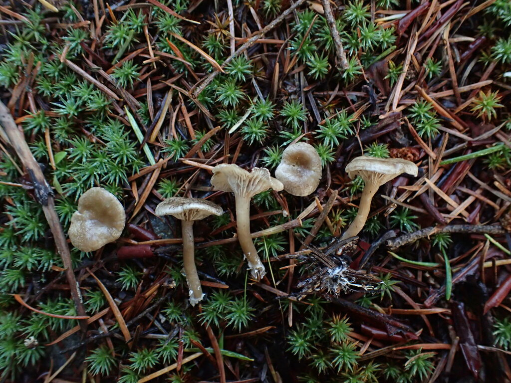 Clitopilopsis from Humboldt County, CA, USA on January 1, 2024 at 09:04 ...