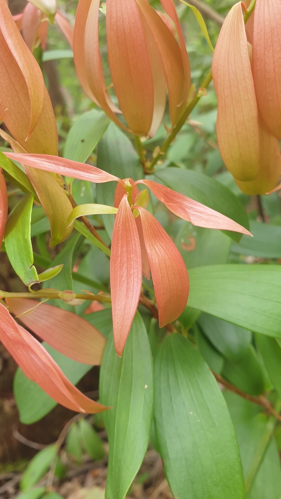 Tree Heath in January 2024 by Peta · iNaturalist