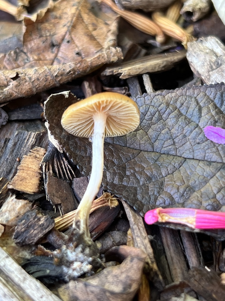 Wavy Cap in January 2024 by Reagan Peschke. cortina-like partial veil ...